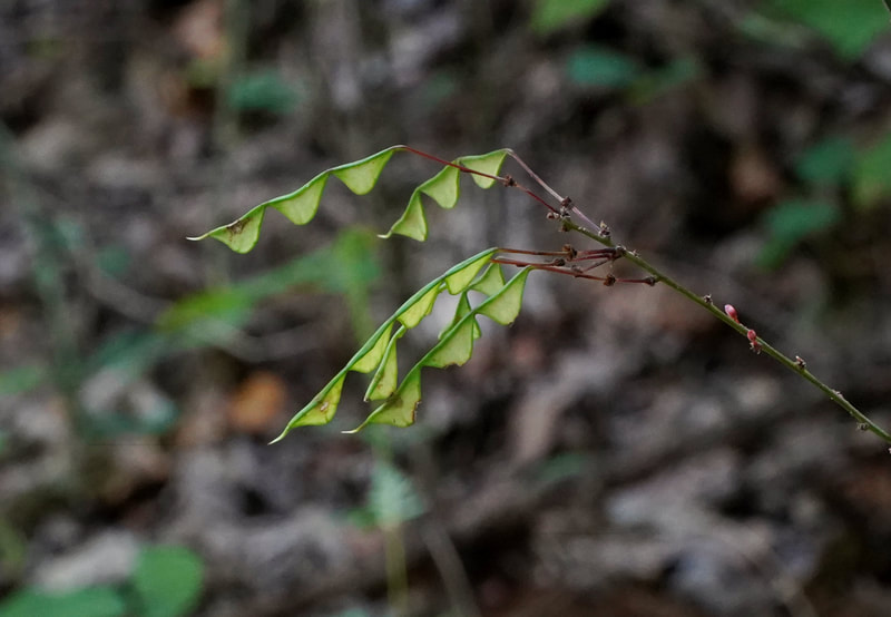 Tick Trefoil Naked Flowered Mammoth Cave Area Flora